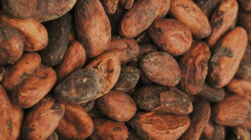 The Lyon King of Chocolate | The Travel Pages