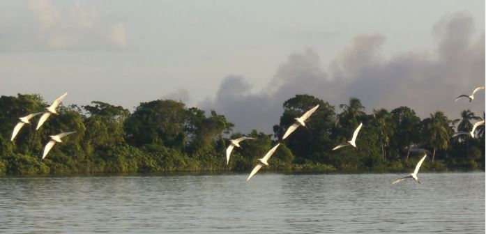 Going with the Orinoco Flow | The Travel Pages